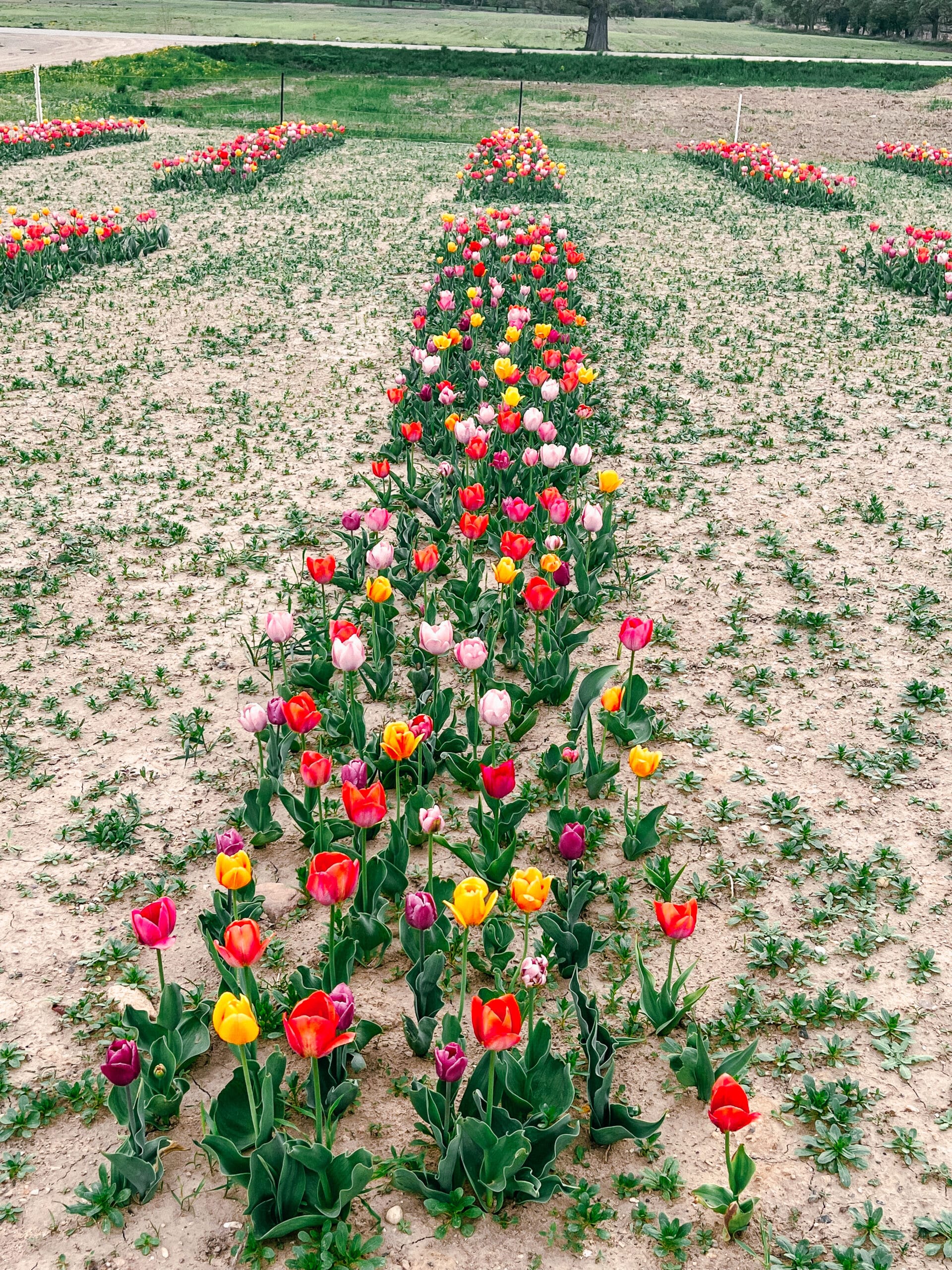 First Year Tulips: 5,000 Bulbs Blossom on Our Michigan Farm | Heirloom ...