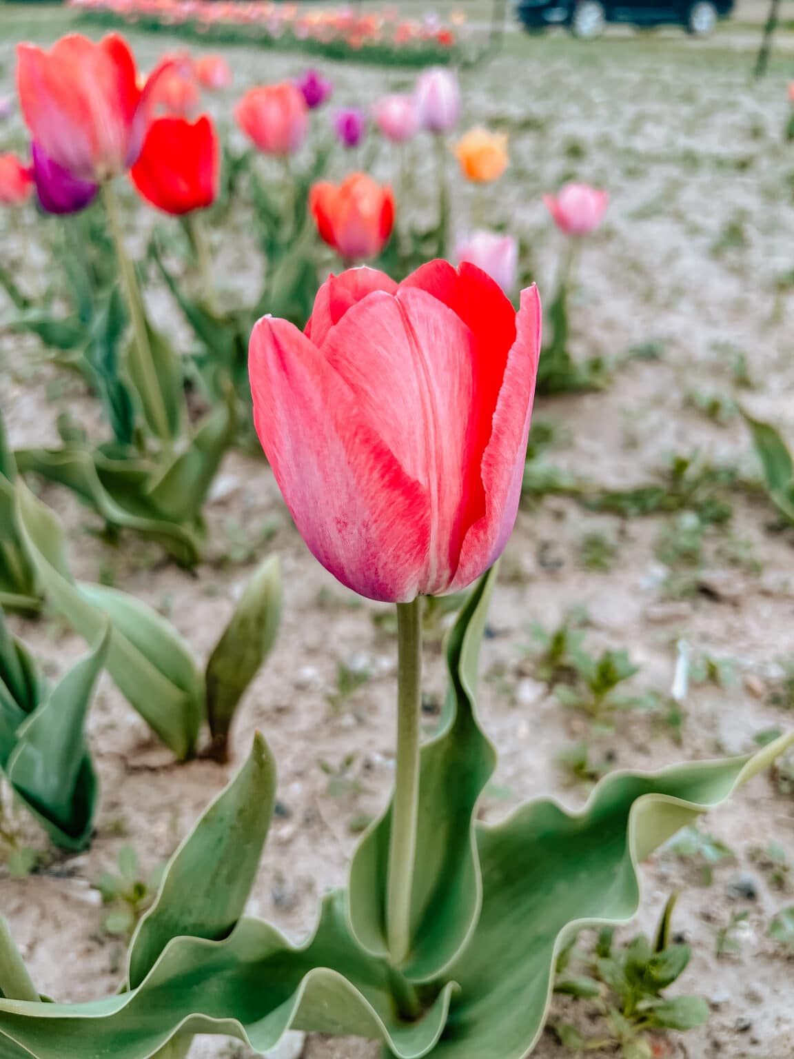 First Year Tulips: 5,000 Bulbs Blossom on Our Michigan Farm | Heirloom ...