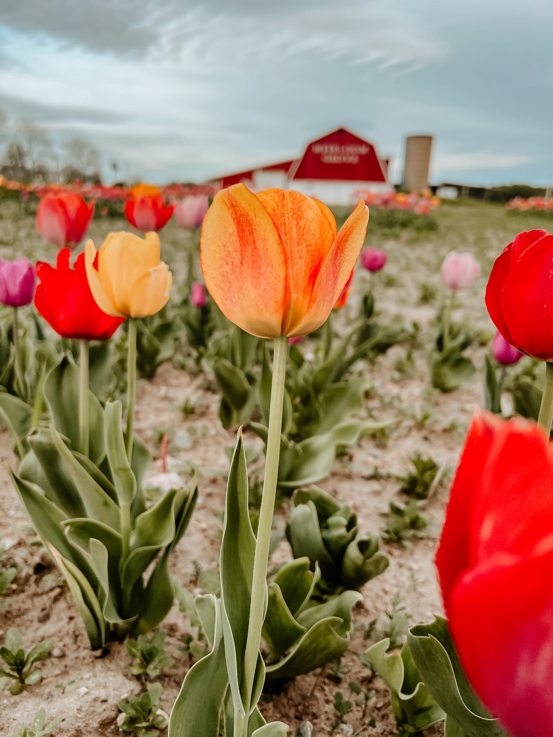 First Year Tulips: 5,000 Bulbs Blossom on Our Michigan Farm | Heirloom ...