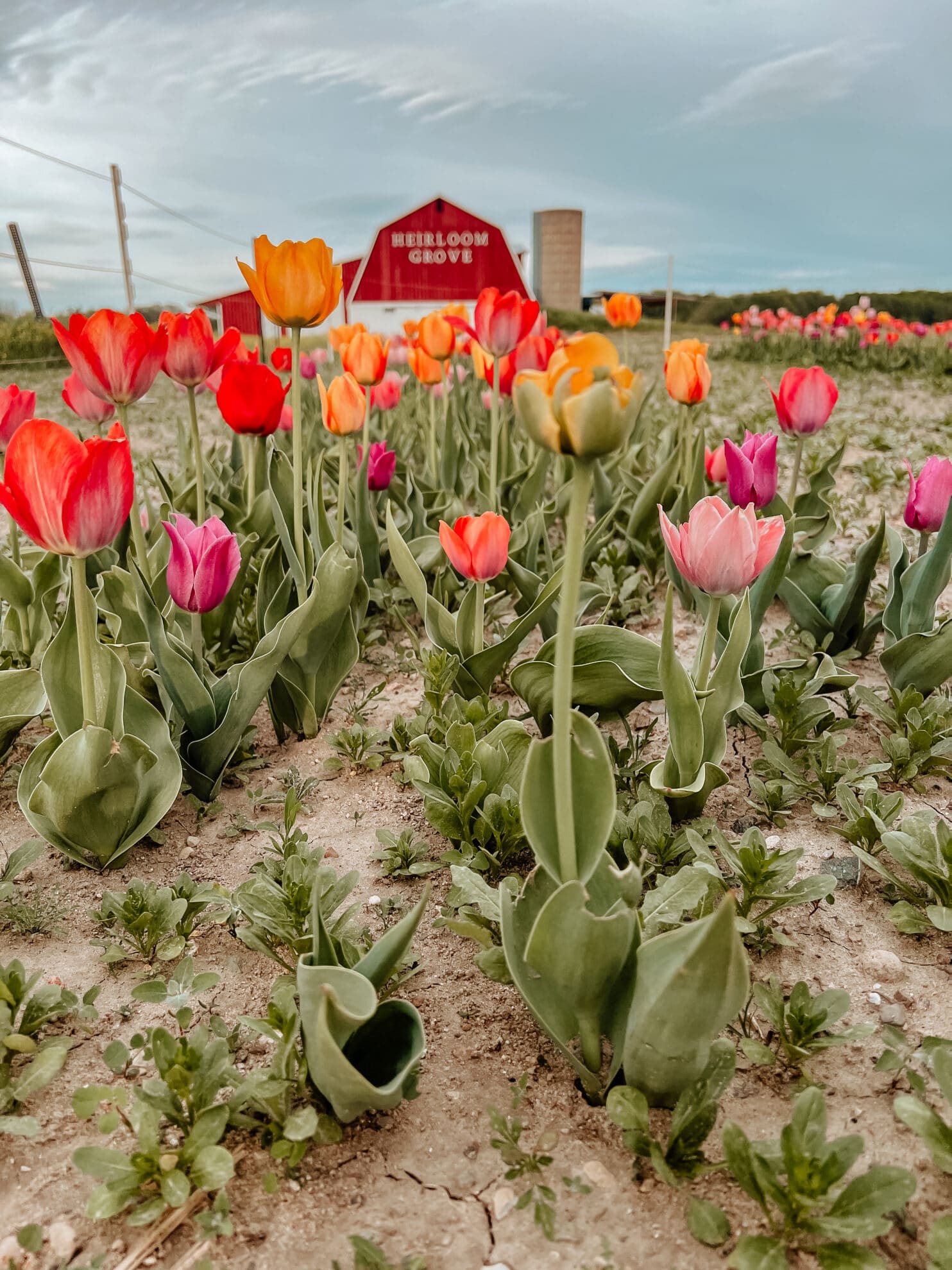 First Year Tulips: 5,000 Bulbs Blossom on Our Michigan Farm | Heirloom ...