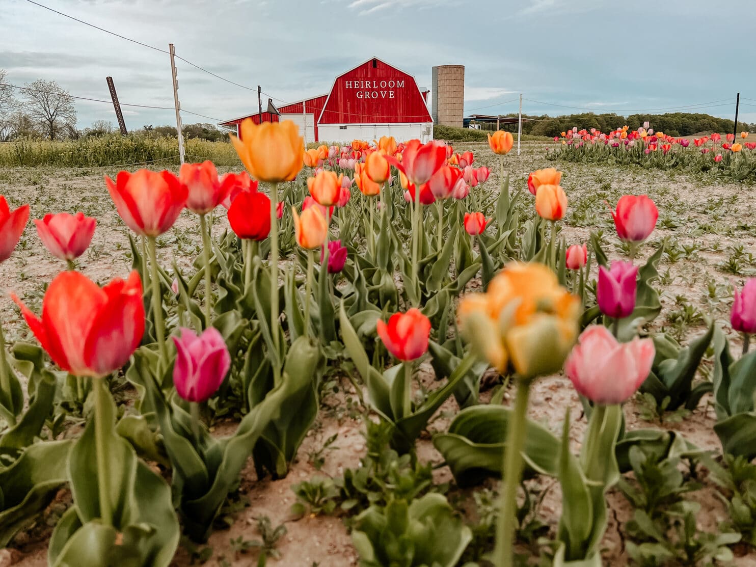 First Year Tulips: 5,000 Bulbs Blossom on Our Michigan Farm | Heirloom ...