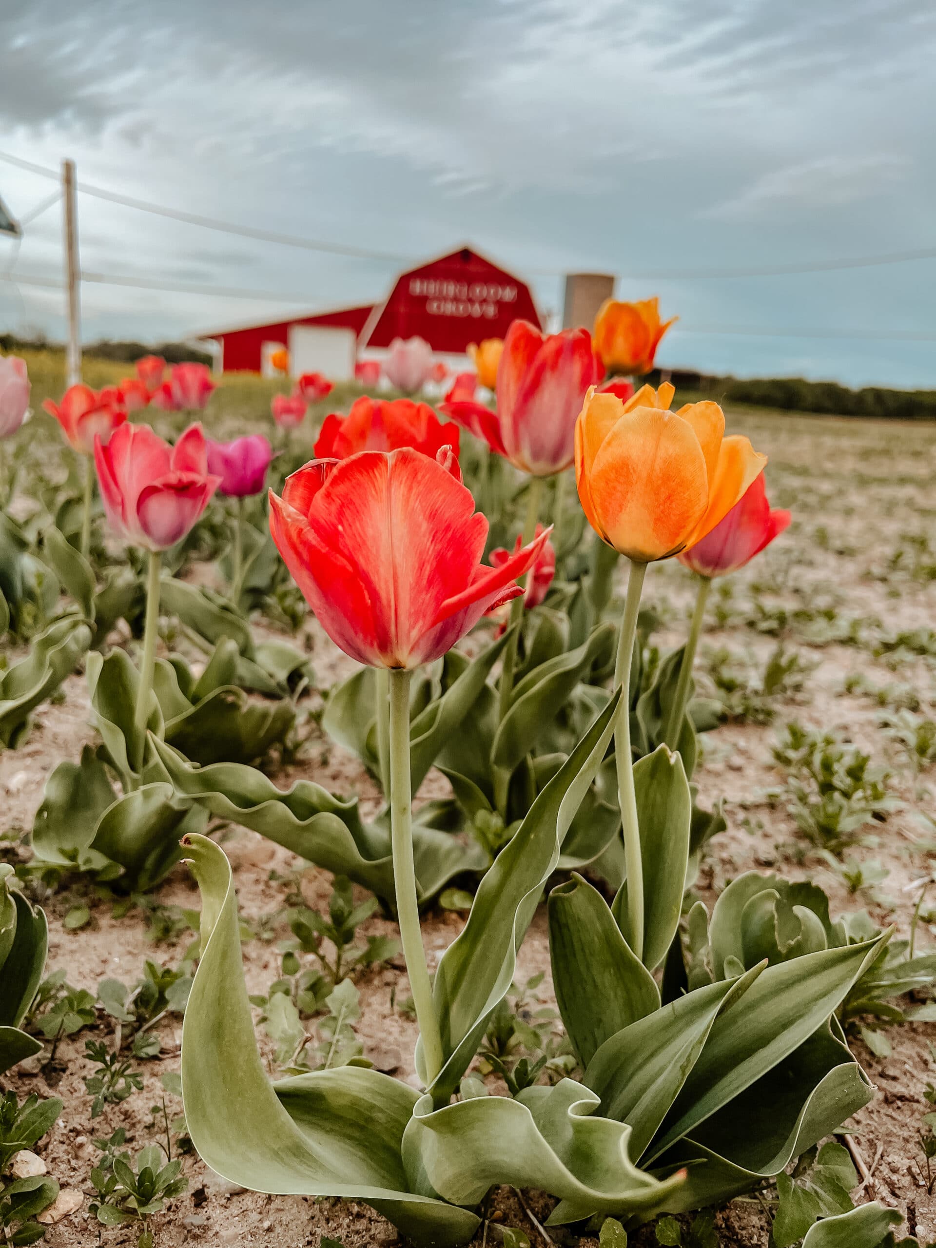 First Year Tulips: 5,000 Bulbs Blossom on Our Michigan Farm | Heirloom ...