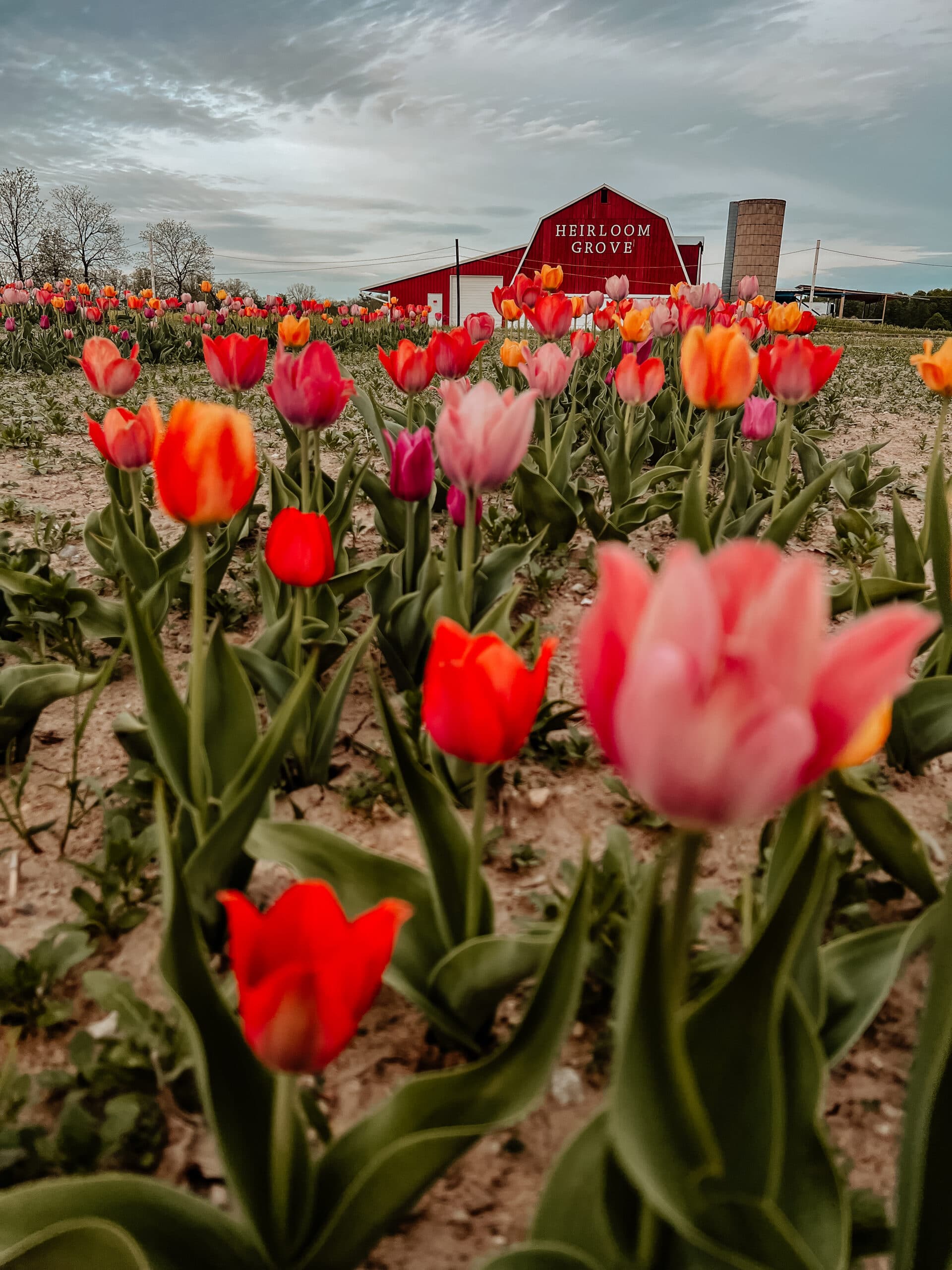 First Year Tulips: 5,000 Bulbs Blossom on Our Michigan Farm | Heirloom ...