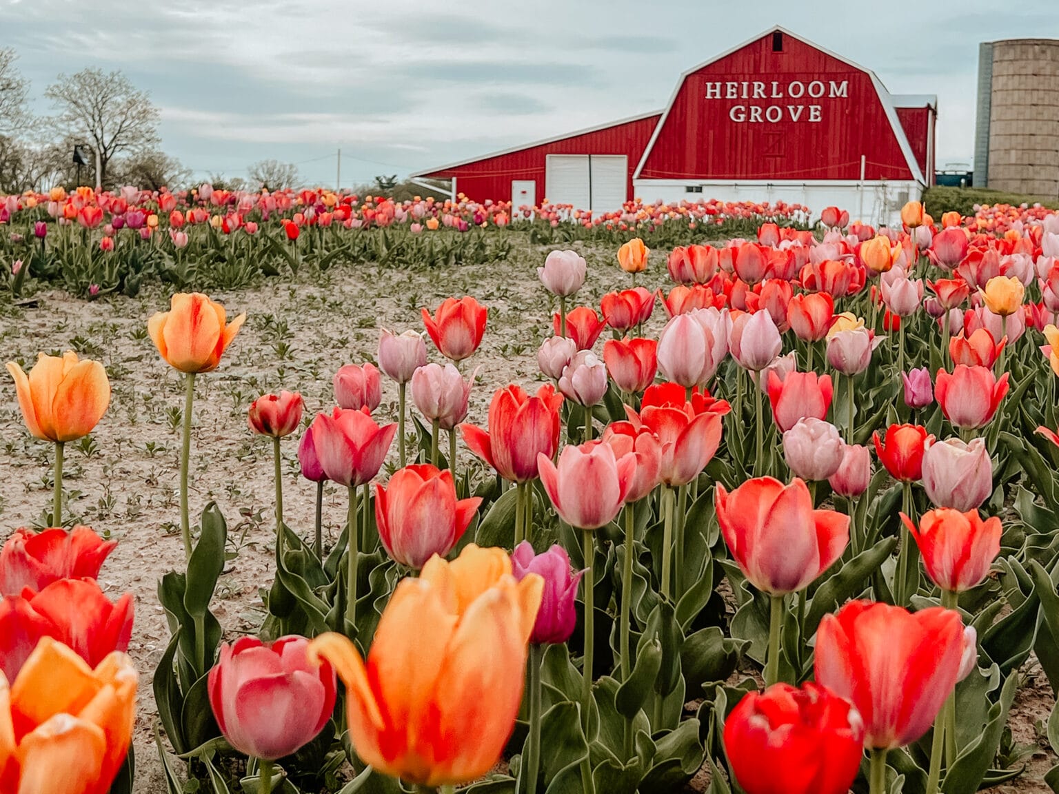 First Year Tulips: 5,000 Bulbs Blossom on Our Michigan Farm | Heirloom ...